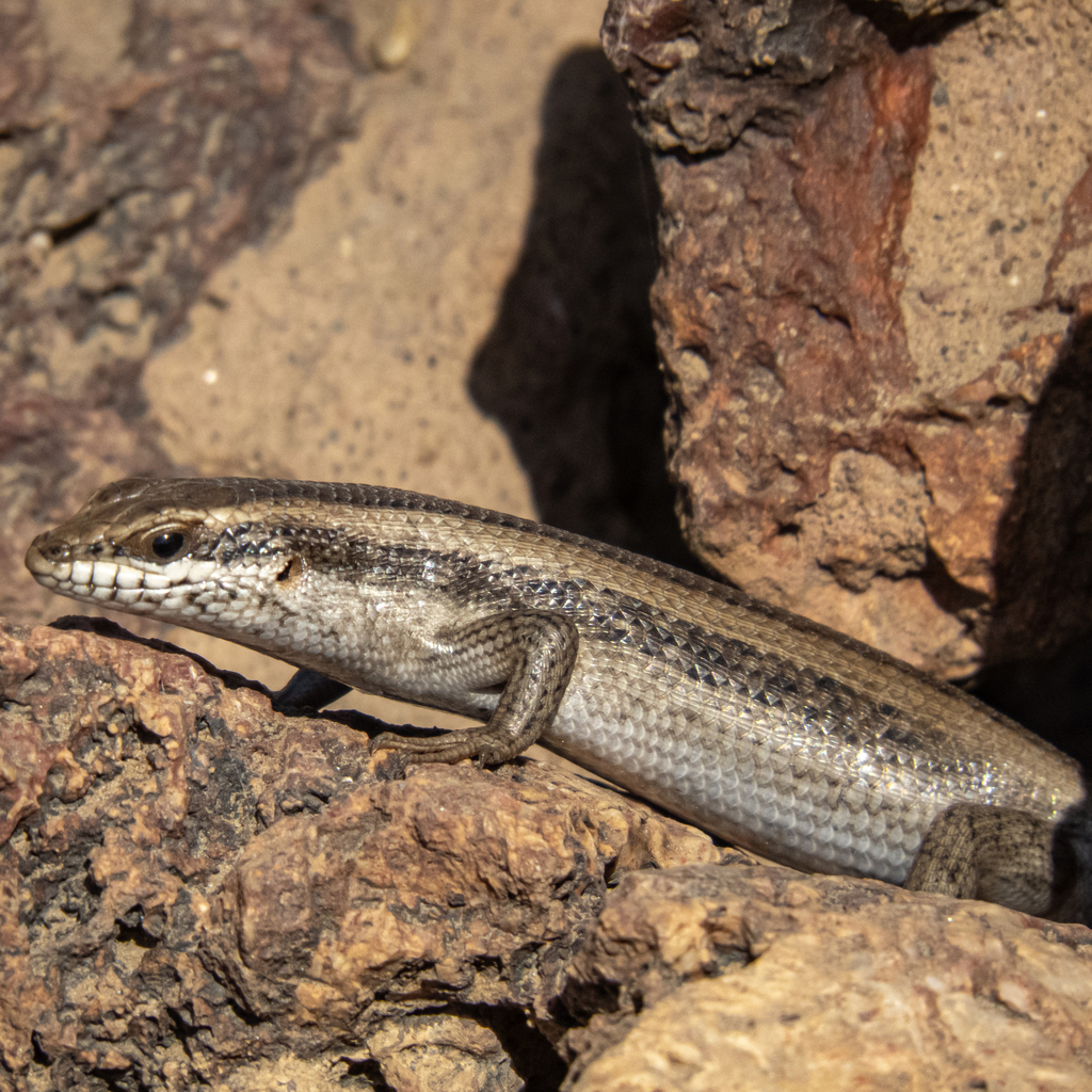 Kalahari Tree Skink from Oranjemund, Namibia on September 9, 2024 at 03 ...