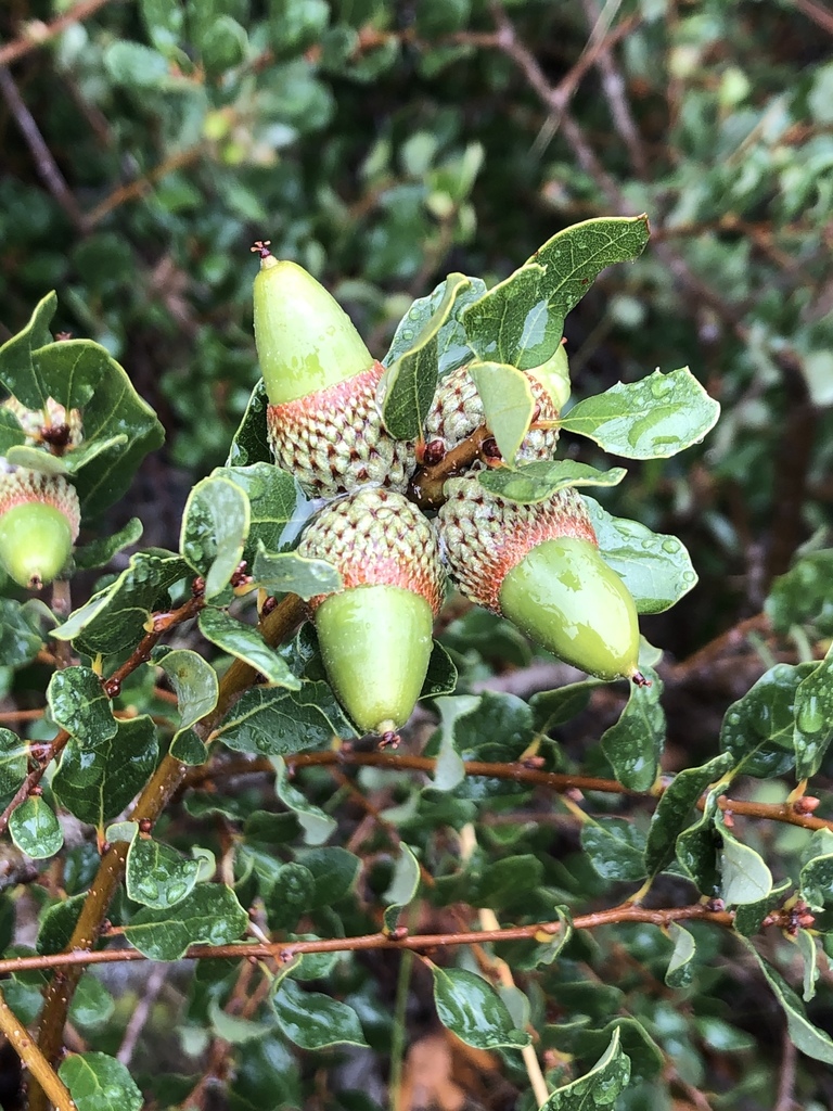 island scrub oak (Quercus pacifica) - Botanical Realm
