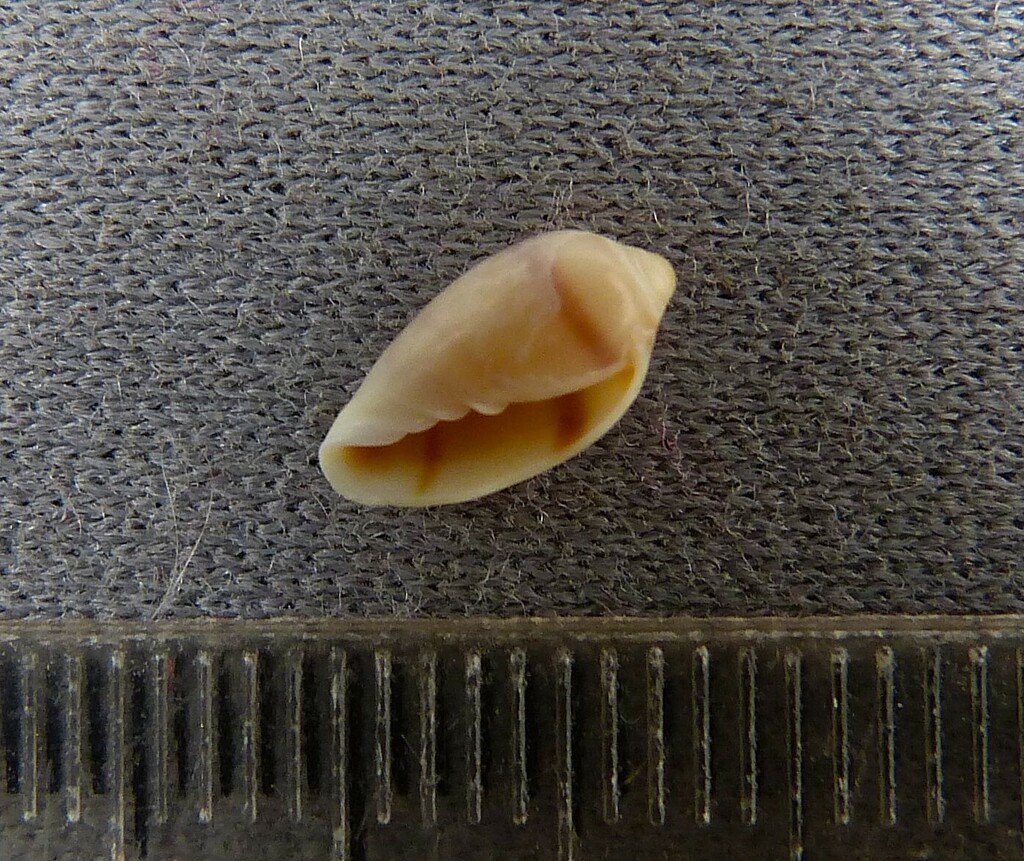 Margin Shells from Galera, Ecuador on February 19, 2000 by ...