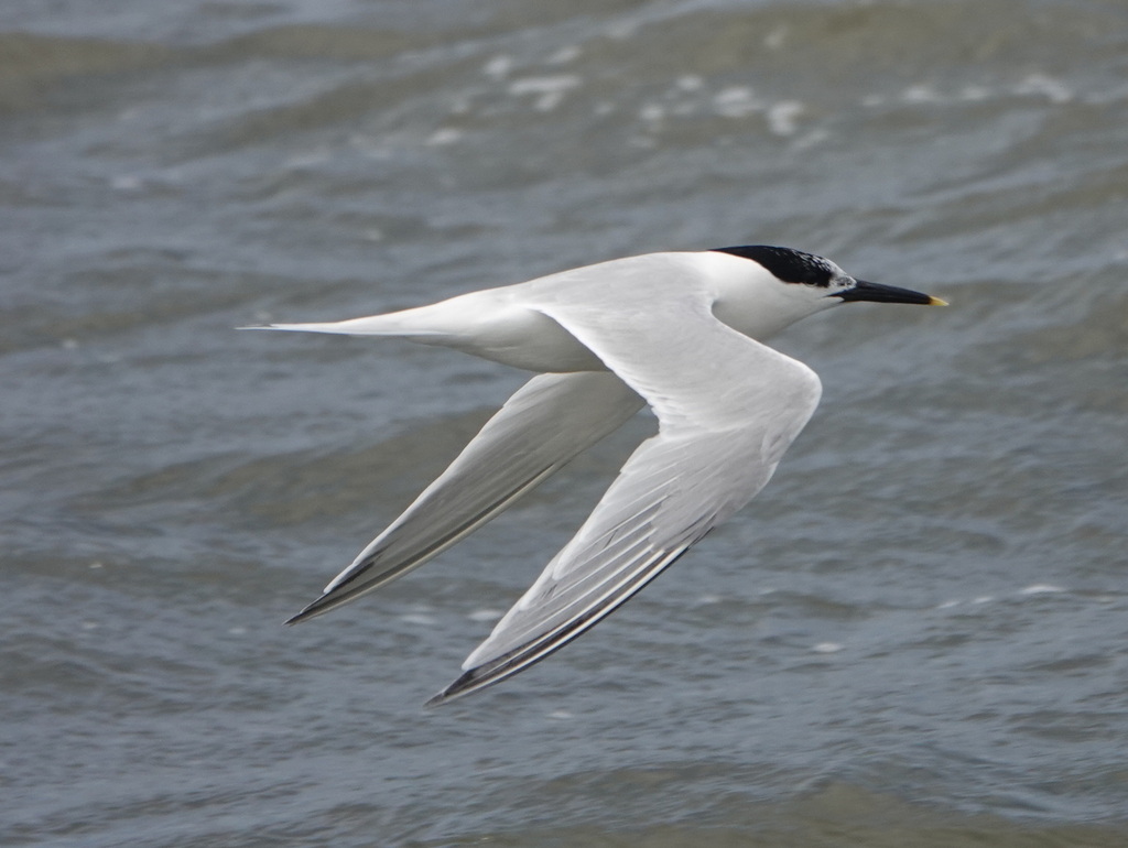 Sandwich Tern (Common Terns of the US) · iNaturalist