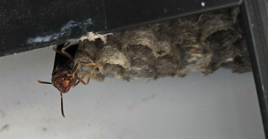 fuscatus-group Paper Wasps from Boone County, MO, USA on September 16 ...