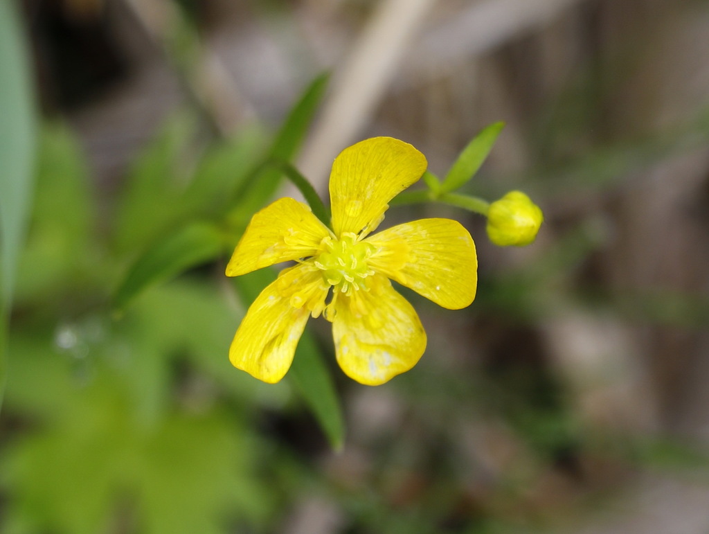 Japanese Buttercup (Ranunculus japonicus) - Botanical Realm
