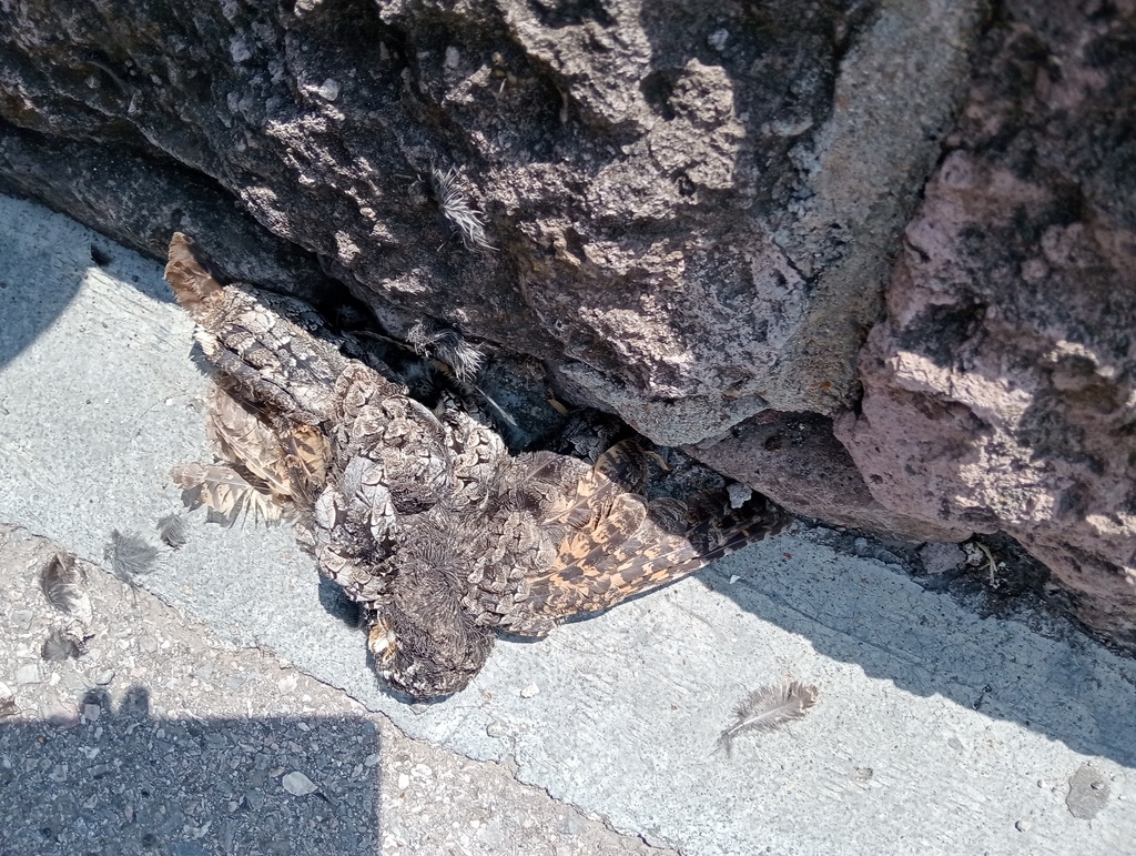 Common Poorwill from Tangamanga, San Luis Potosí, S.L.P., México on ...
