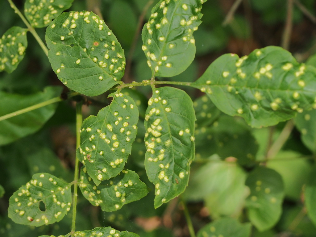 Ash Bead Gall Mite (Arthropods of Long Branch/Glencarlyn Park ...