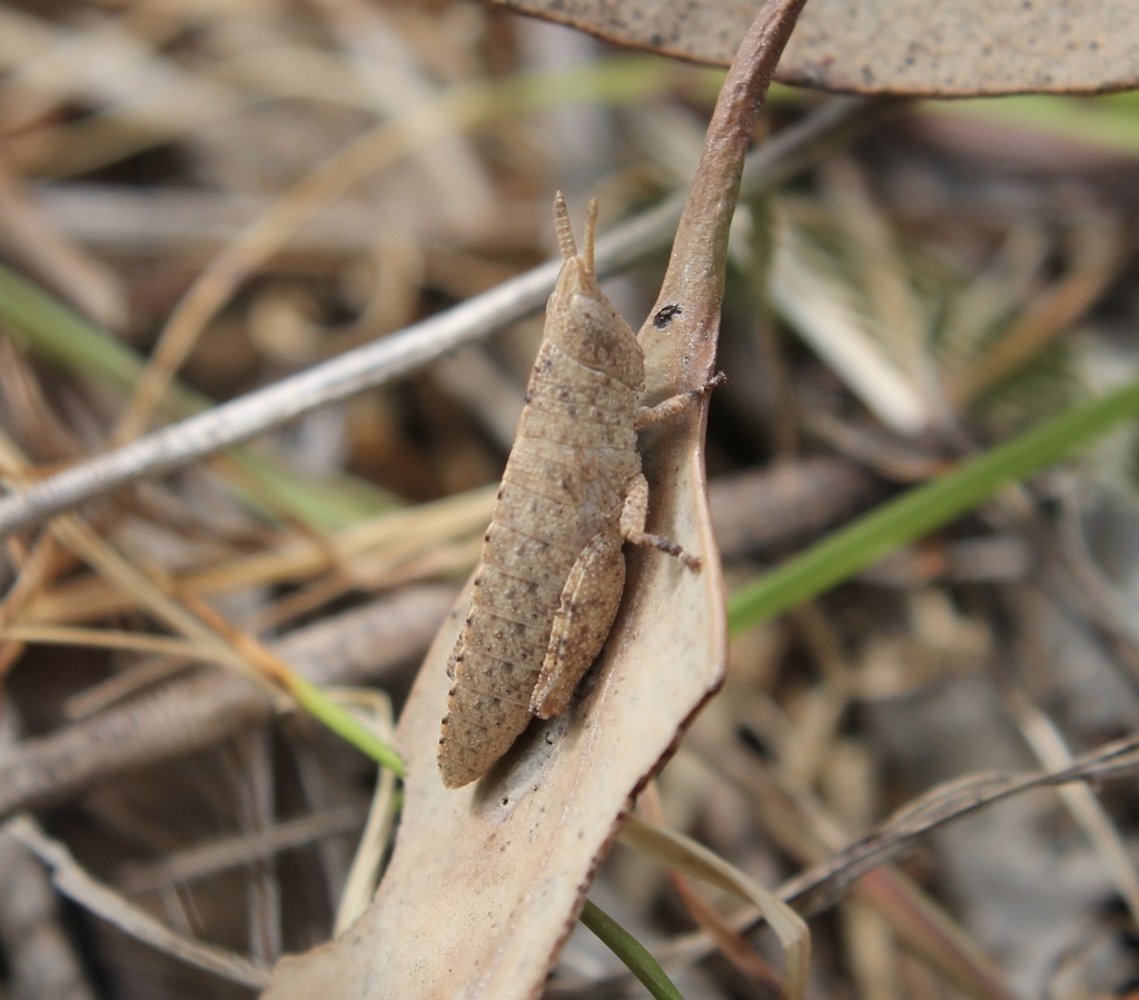 Gumleaf Grasshoppers from Victoria Cross Pde, Wodonga, VIC, AU on ...
