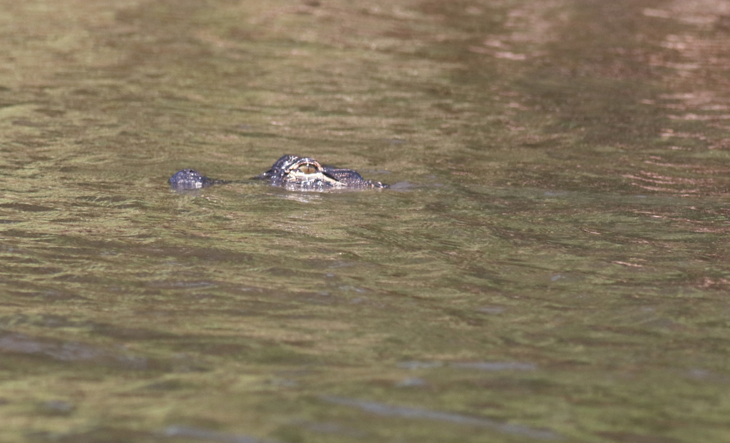 American Alligator from Crystal River Preserve State Park, 3266 N ...