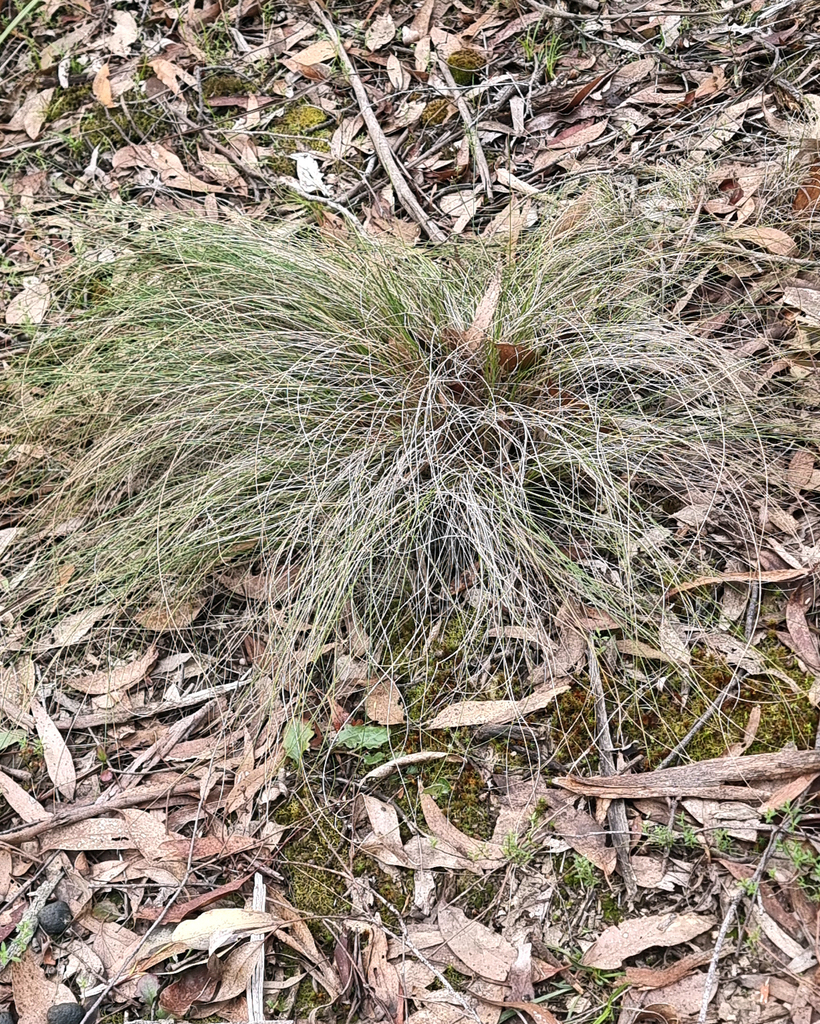 common tussock grass from Cabbage Tree VIC 3889, Australia on September ...