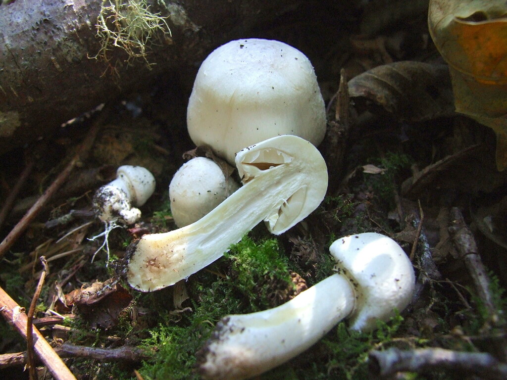 California Agaricus from Shelter Cove, CA 95589, USA on September 20 ...