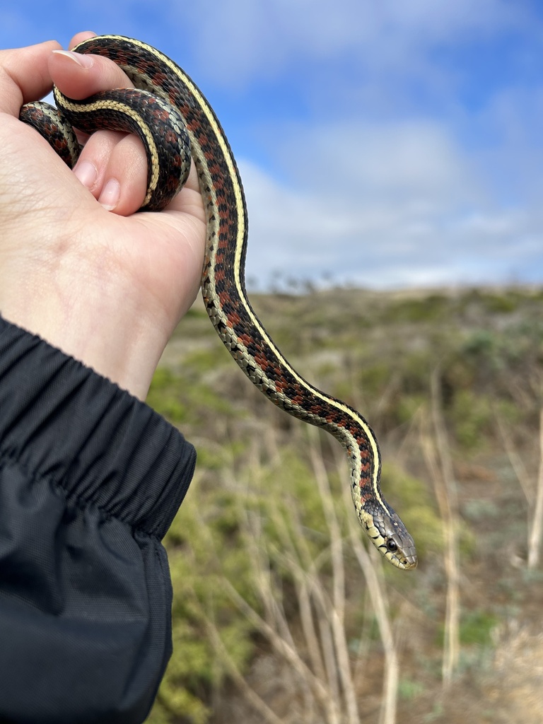Coast Garter Snake from Point Reyes National Seashore, Inverness, CA ...