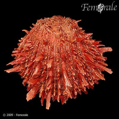 Spondylus calcifer · iNaturalist