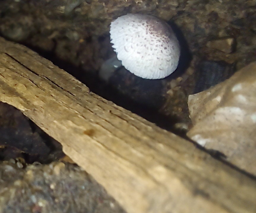 Micropsalliota from Valle de Santiago, 49900 Tecalitlán, Jal., México ...