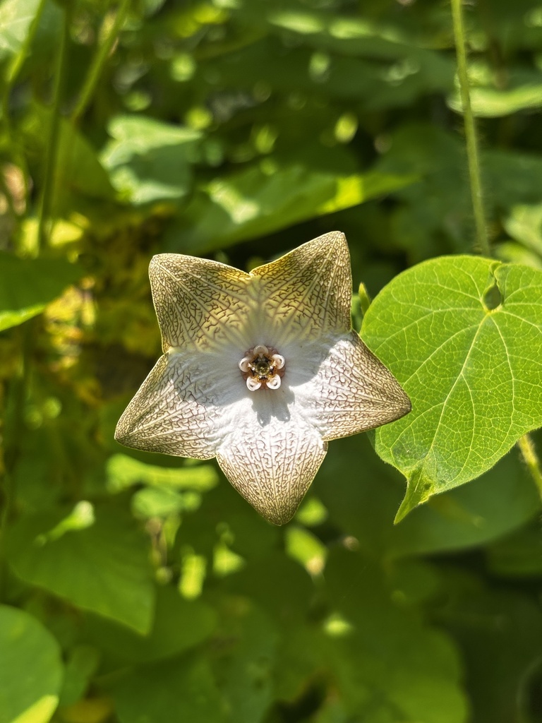 Polystemma guatemalense from Manzanillo, Col., MX on September 19, 2024 ...