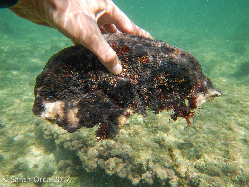 Southern Leather Sponge from Haifa, IL on May 2, 2017 at 09:02 AM by ...