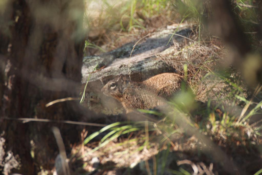 (Otospermophilus variegatus rupestris) - Know Your Mammals
