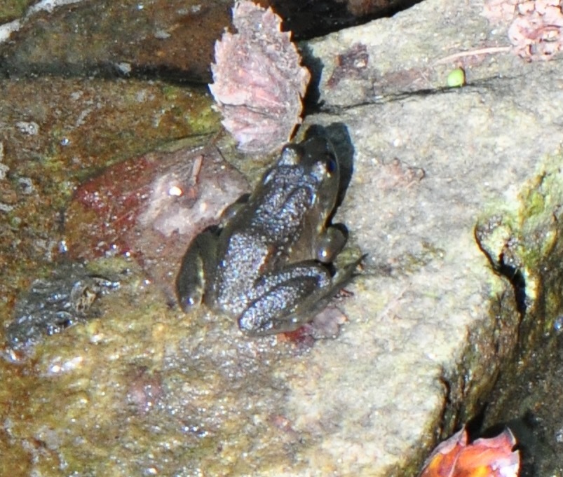 American Bullfrog from College Heights, Decatur, GA, USA on September ...
