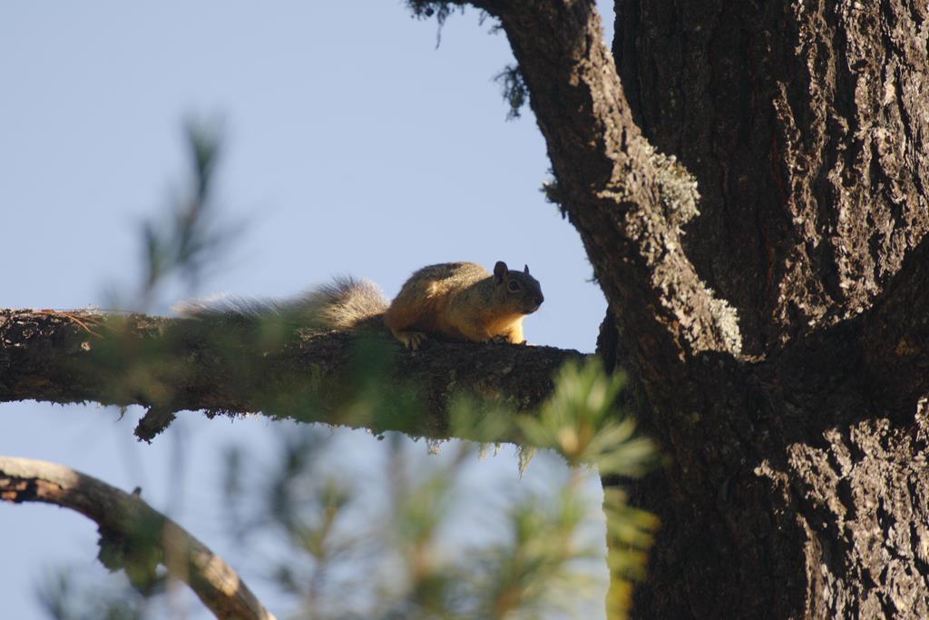 Apache Fox Squirrel (Sciurus nayaritensis apache) - Know Your Mammals