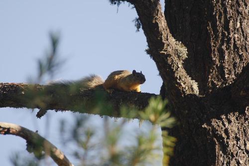 Apache Fox Squirrel (Subspecies Sciurus nayaritensis apache) · iNaturalist