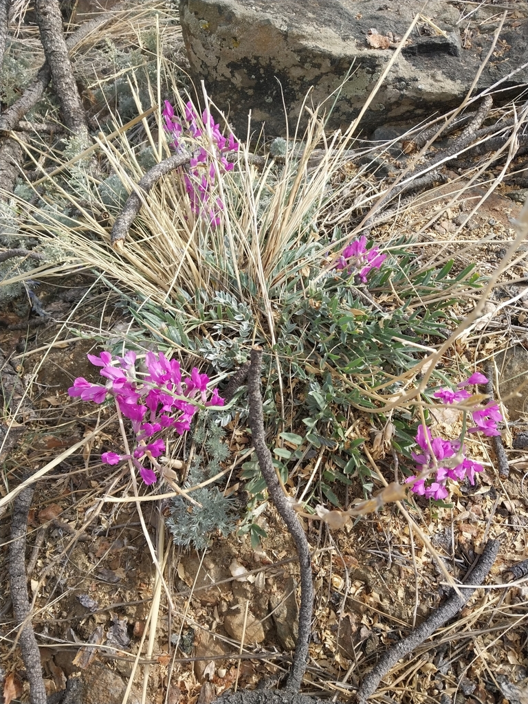 Lambert's Locoweed from Loveland, CO 80538, USA on September 21, 2024 ...