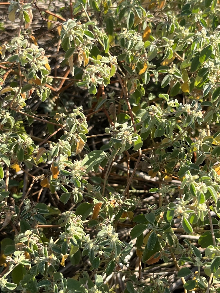 Prairie Tea from N Bonnie Brae St, Denton, TX, US on September 10, 2024 ...