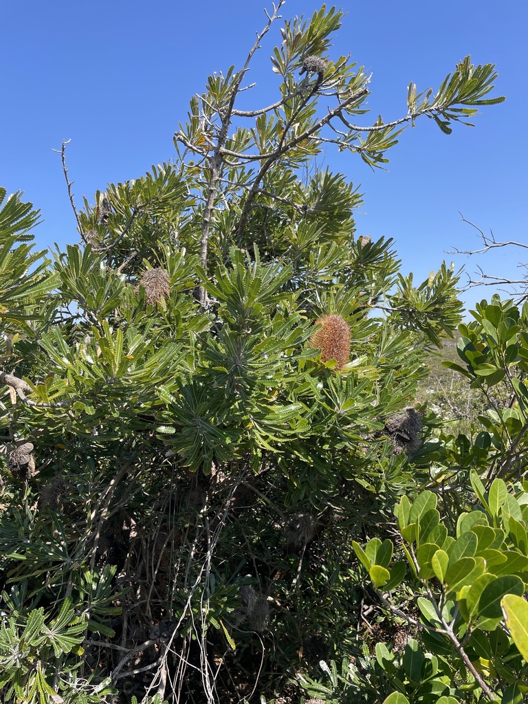 Old man banksia from Yuraygir National Park, Angourie, NSW, AU on ...