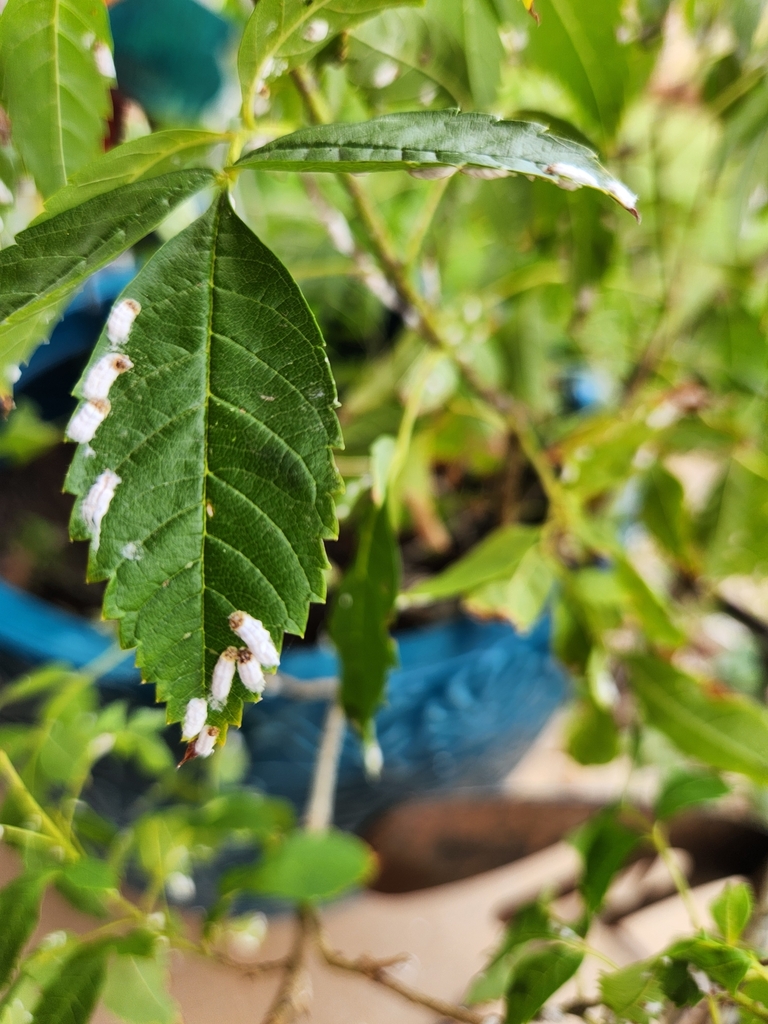 Pulvinaria in September 2024 by Angelique Todd. The plant is Tecoma ...