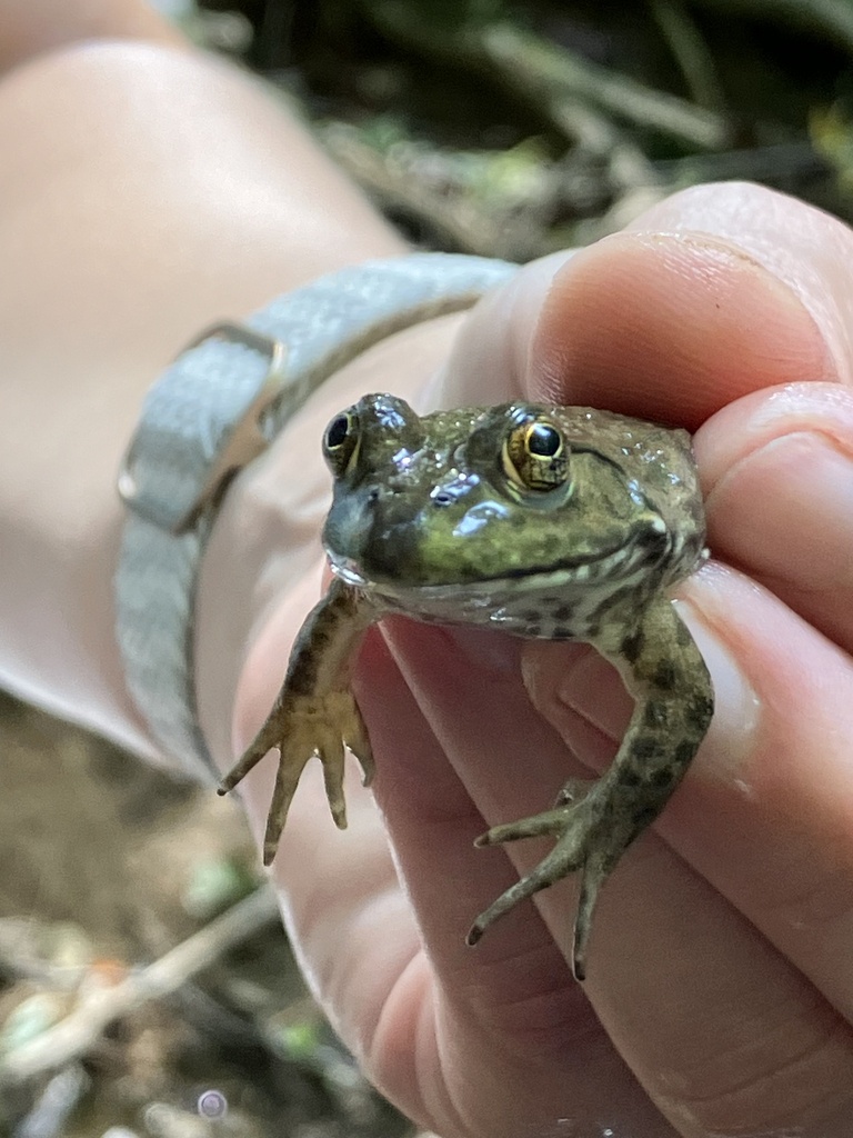 American Bullfrog from Billy Holt Trail, Burlington, NC, US on ...