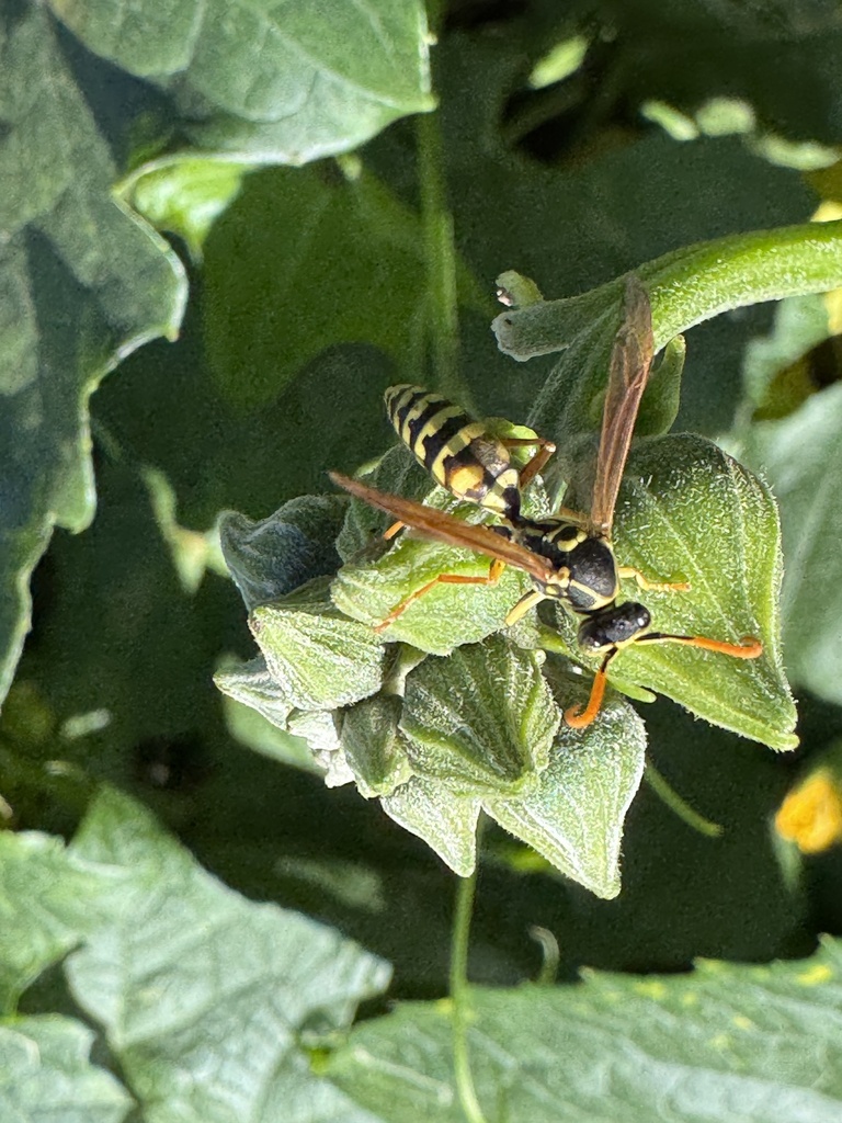 Asian Paper Wasp from 昌平线, 北京市, CN on September 22, 2024 at 09:25 AM by ...