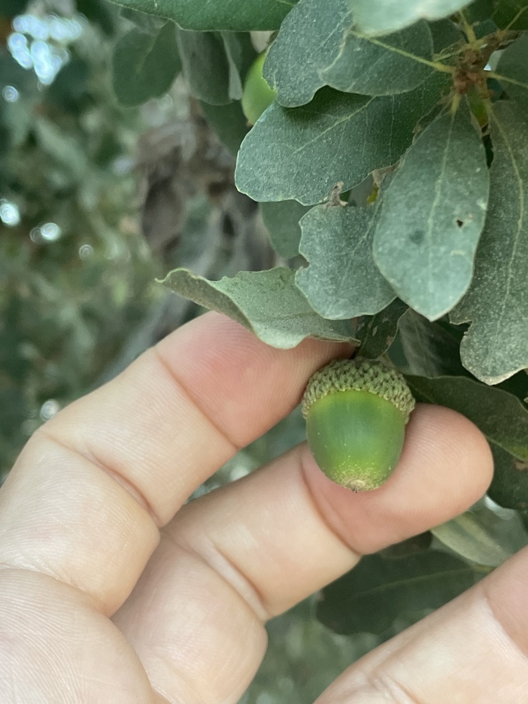 Torrey's Hybrid Oak from Mussey Grade Rd, Ramona, CA, US on September ...