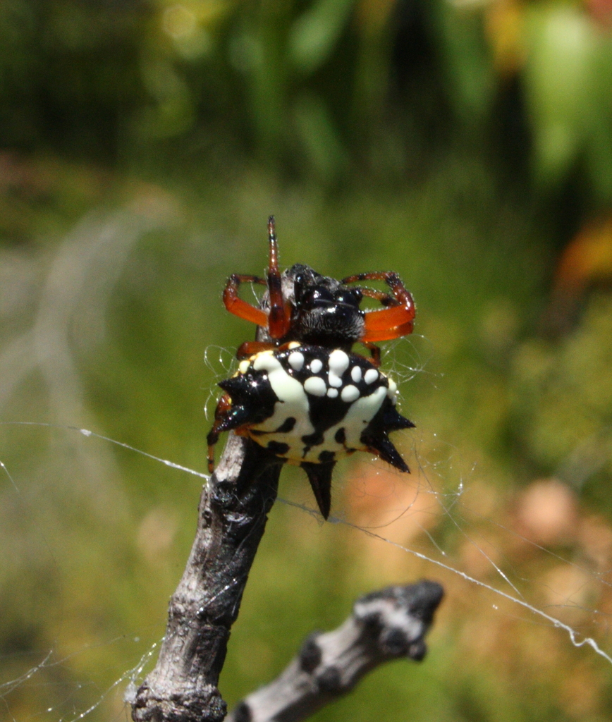 Christmas Jewel Spider from Walmsley WA 6330, Australia on January 30 ...