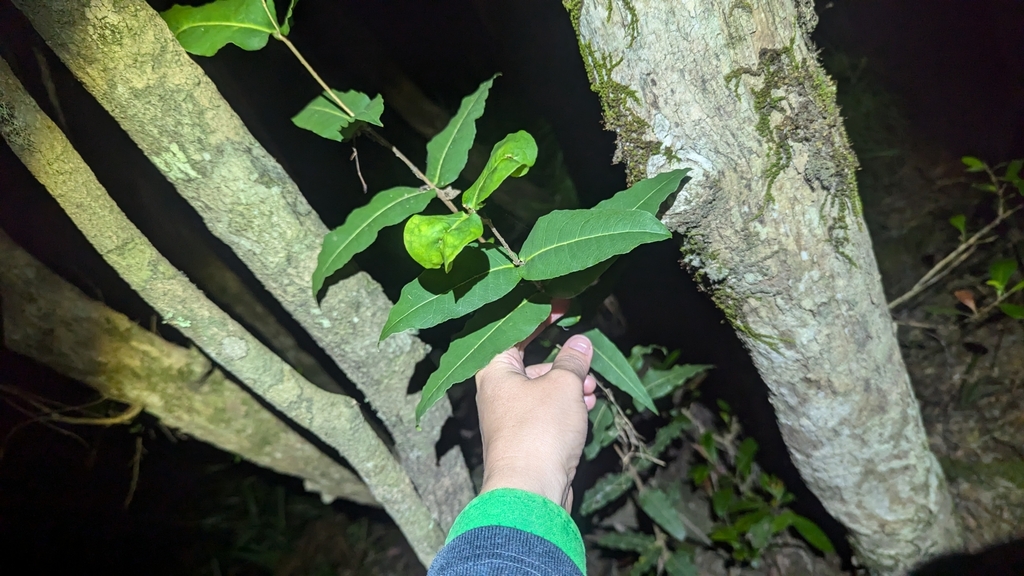 Notelaea in September 2024 by Alesha Teitzel · iNaturalist