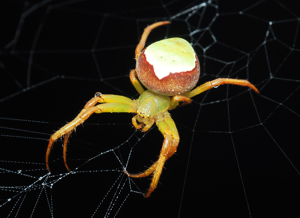 Green Orbweb Spider from Whakatāne, New Zealand on September 20, 2024 ...