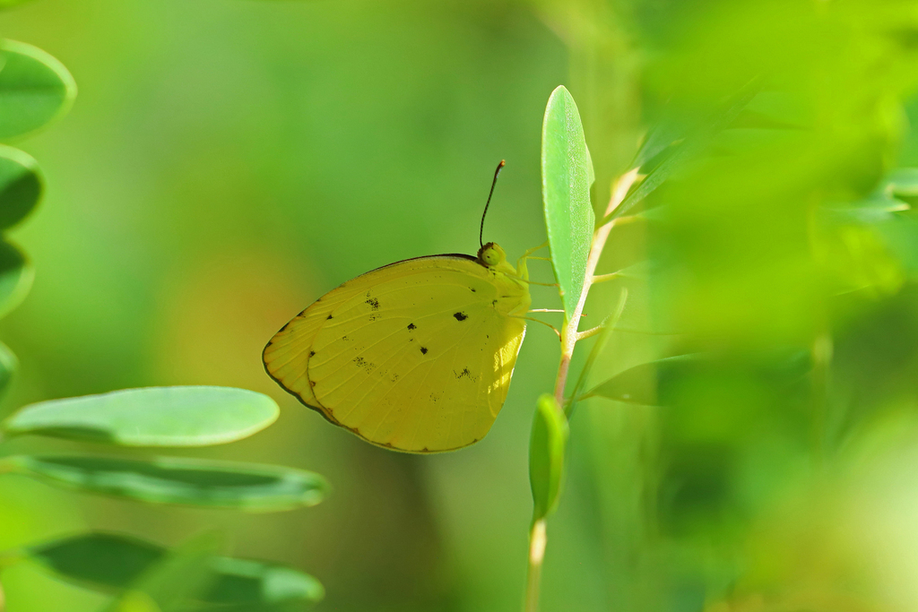 Dina Yellow from Miami-Dade County, FL, USA on August 2, 2024 at 09:21 ...