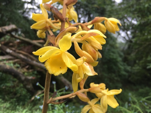 Galeola falconeri · iNaturalist United Kingdom