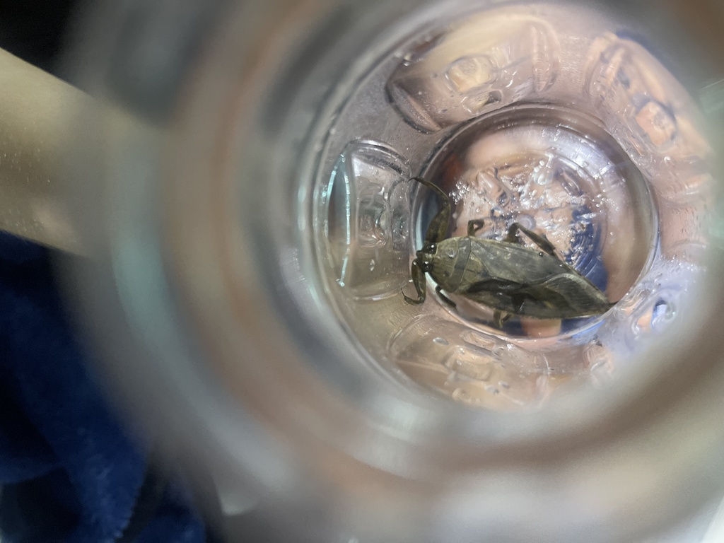 Giant Water Bugs from Culver Rd, Falkville, AL, US on September 21 ...