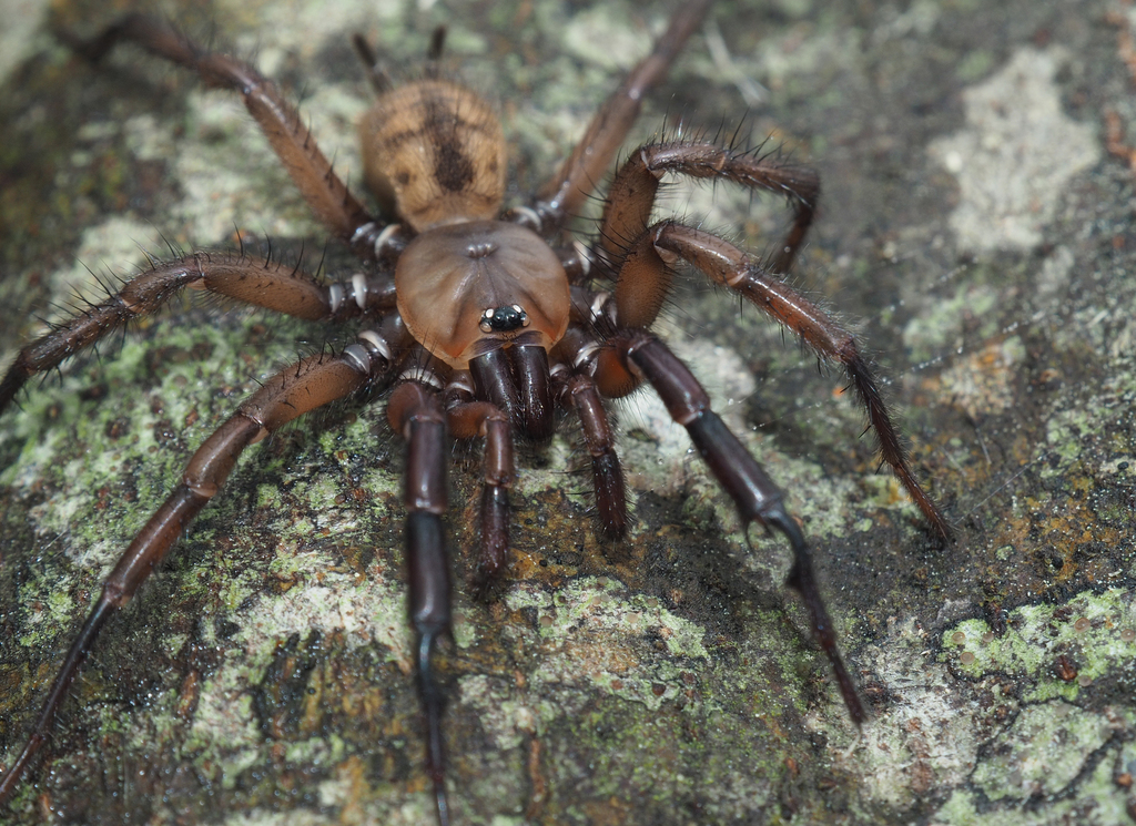 Banded Tunnelweb Spiders from Whakatāne, New Zealand on September 20 ...