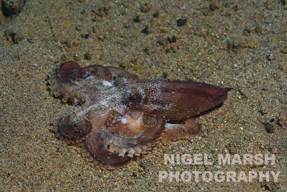 Ocellate Octopuses from Dauin, Negros Oriental, Philippines on November ...