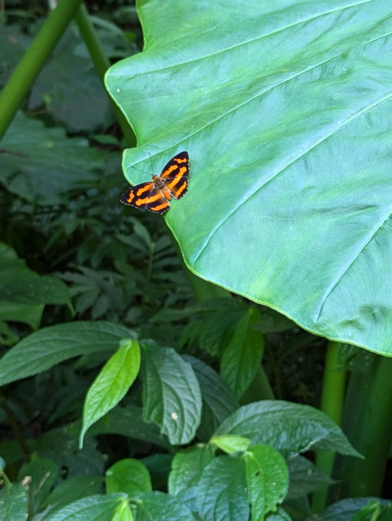 Yellow Jester from 233台灣新北市烏來區信賢里 on September 17, 2024 at 10:37 AM by ...