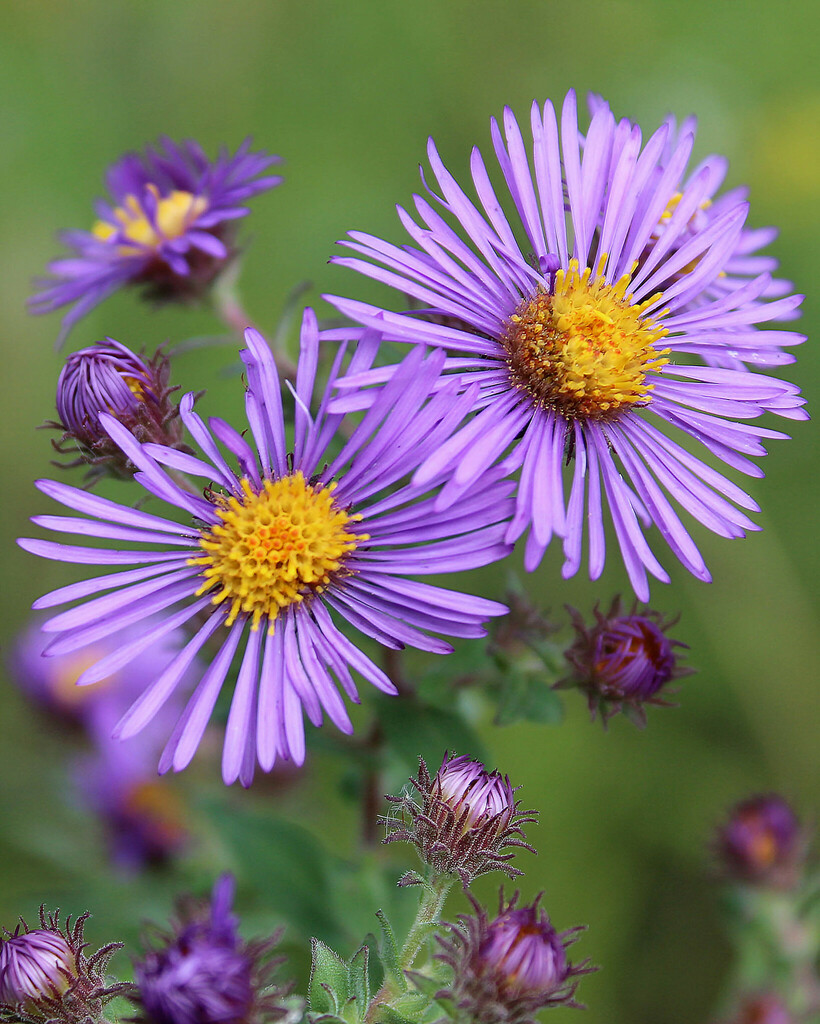 American asters (Common Fall Plants of Eastern Iowa) · iNaturalist