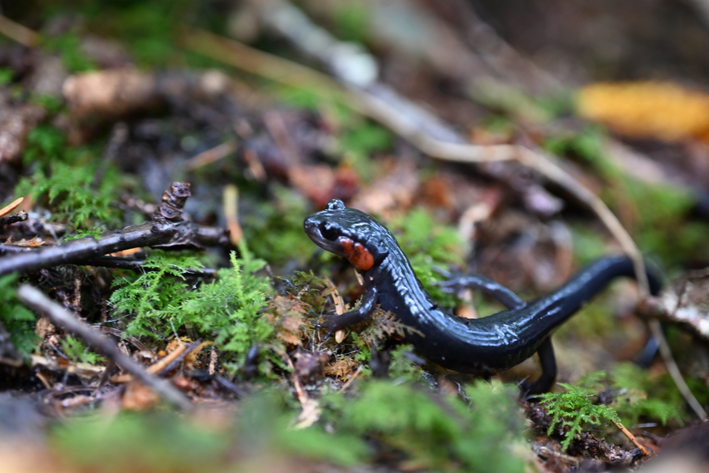 Red-cheeked Salamander in September 2024 by Chris Brown · iNaturalist
