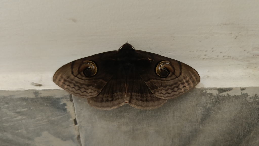 Spirama retorta from Rooppura, Rajasthan 303503, India on September 21 ...