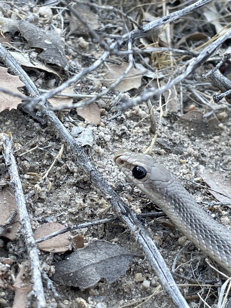 Western Patch-nosed Snake from Joshua Tree National Park, Desert Hot ...
