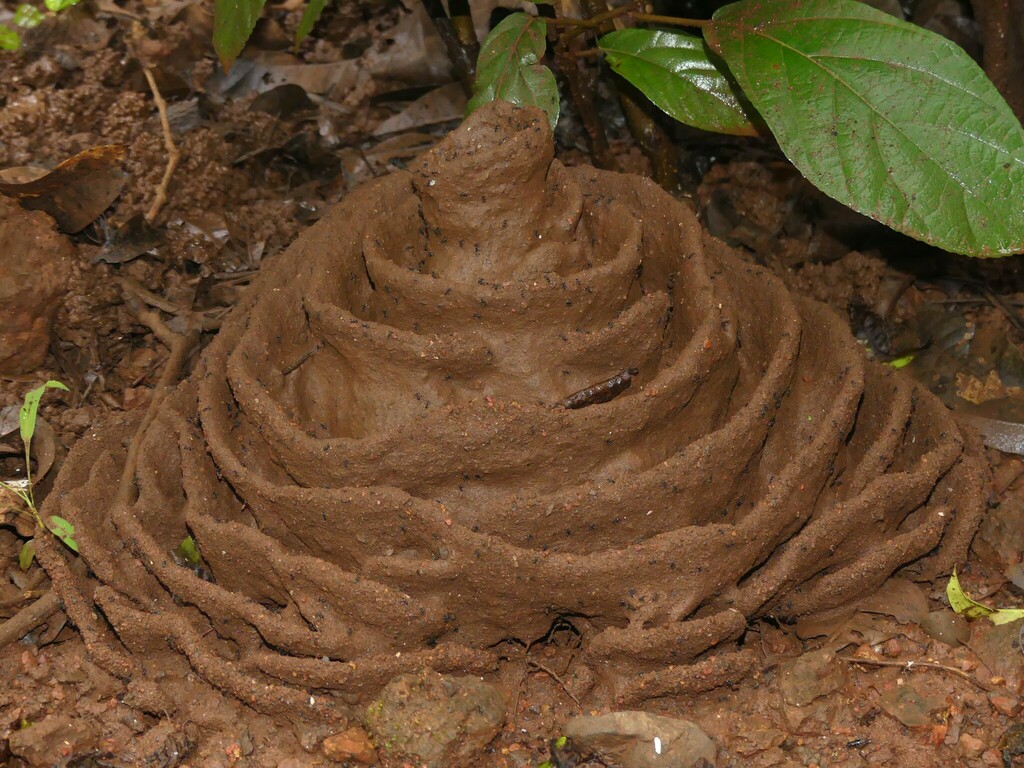 Indian harvester ant from Phansad Wildlife Sanctuary, Murud, Roha ...