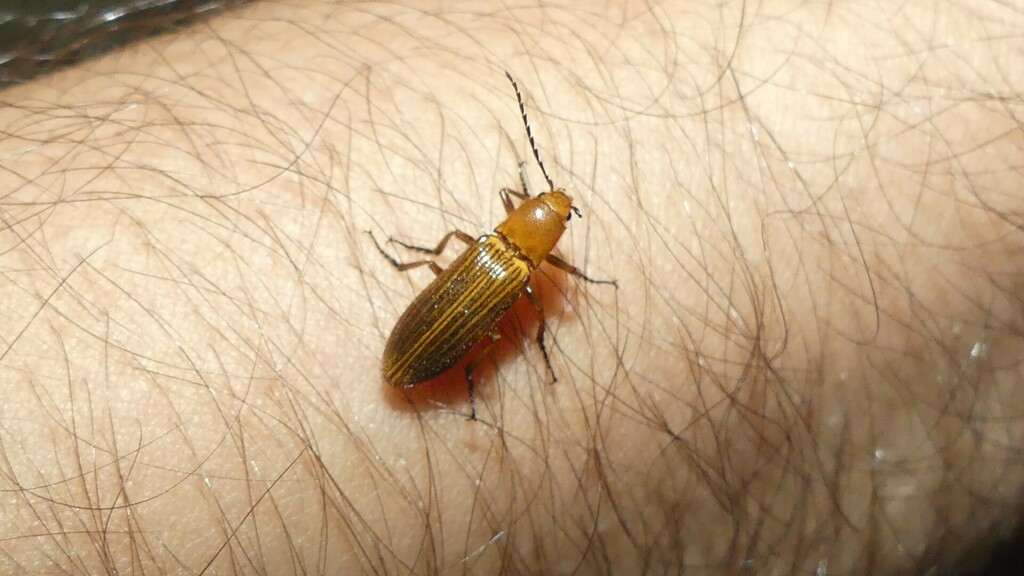 Hemiops flava from Phansad Wildlife Sanctuary, Murud, Roha, Maharashtra ...