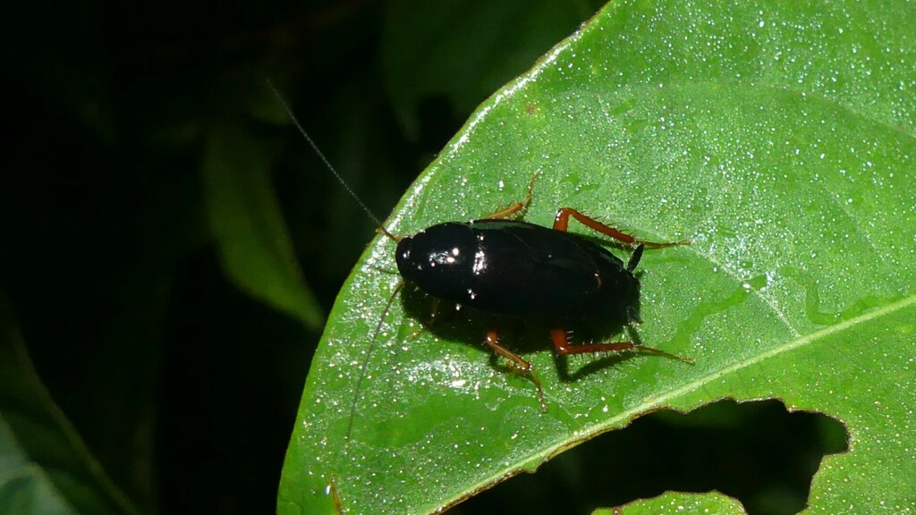 Hebardina concinna from Phansad Wildlife Sanctuary, Murud, Roha ...