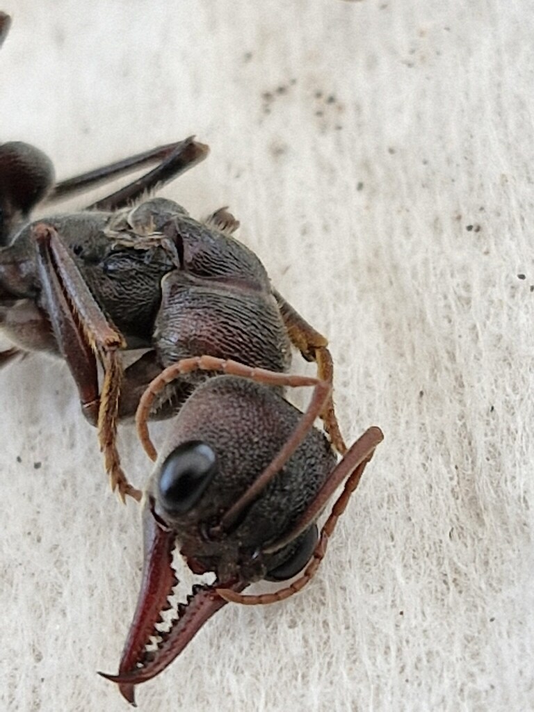 Inch Ant from Morphettville SA 5043, Australia on May 15, 2024 at 02:38 ...