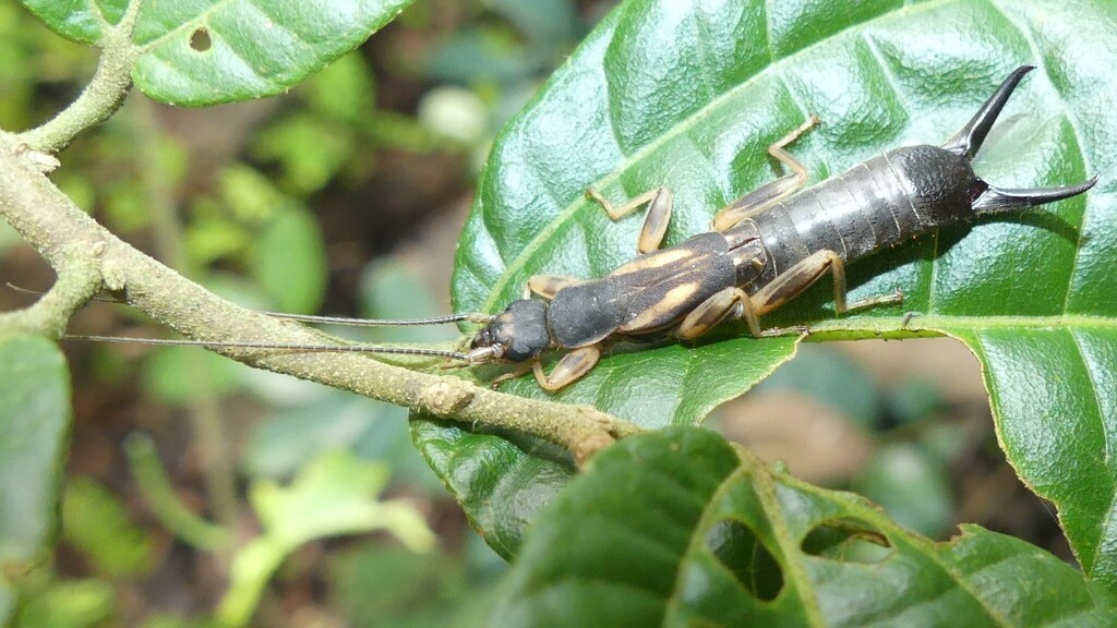Acrania from Phansad Wildlife Sanctuary, Murud, Roha, Maharashtra ...