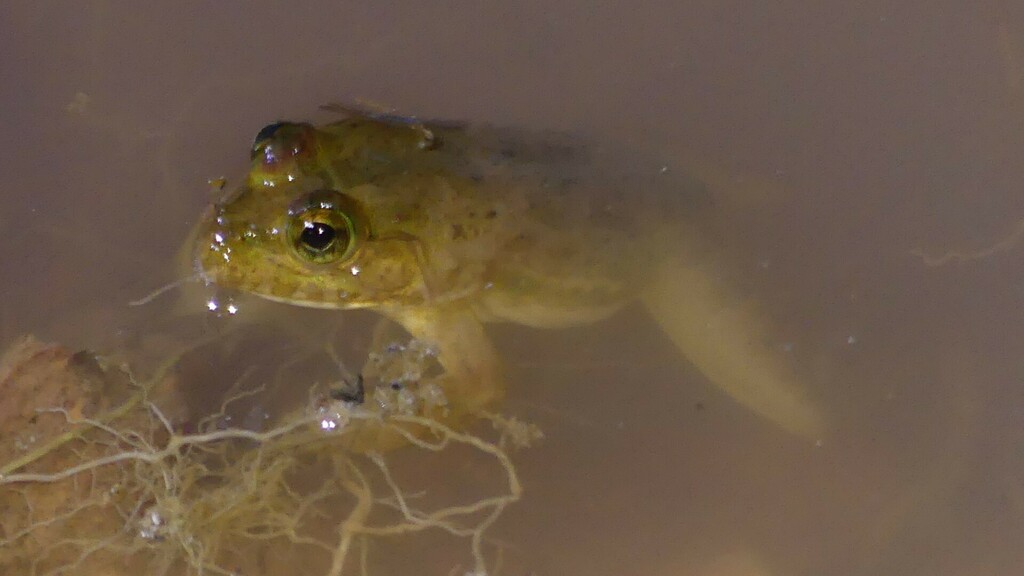 Common skittering frog from Phansad Wildlife Sanctuary, Murud, Roha ...