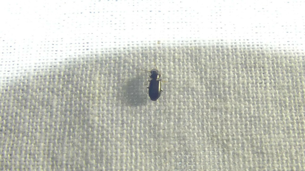 Amblystomus from Phansad Wildlife Sanctuary, Murud, Roha, Maharashtra ...