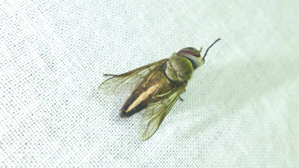 Tabanus dorsiger from Phansad Wildlife Sanctuary, Murud, Roha ...