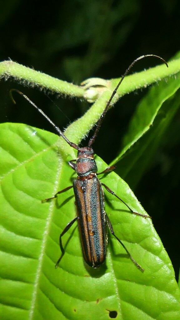 Lebbek Borer from Phansad Wildlife Sanctuary, Murud, Roha, Maharashtra ...